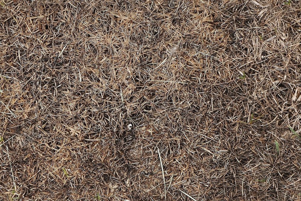 The Best Time to Water Your Lawn in a Heatwave