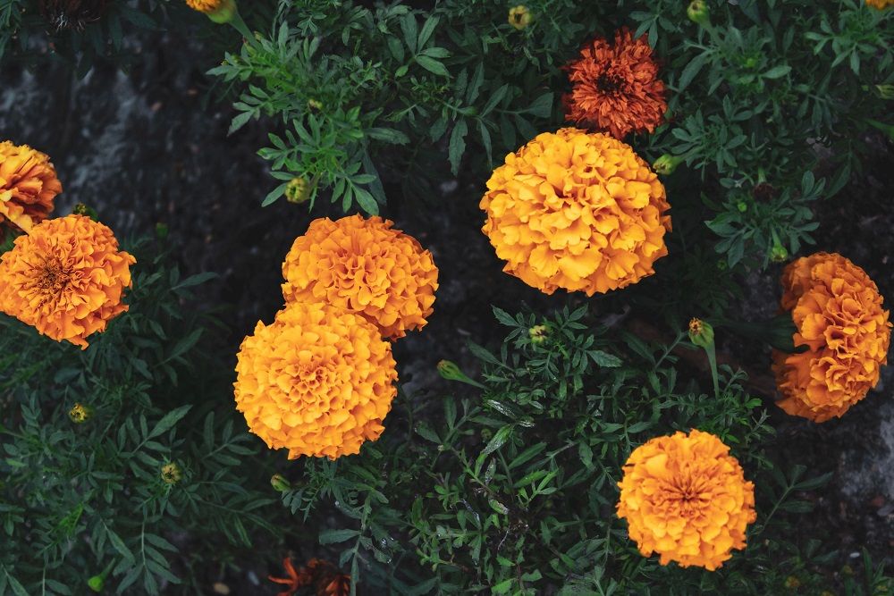 How to Repel Pests With Marigolds