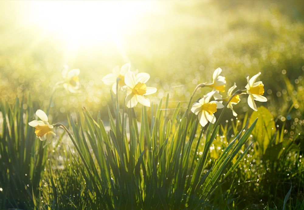 The 6 Best Bulbs You Should Plant in November