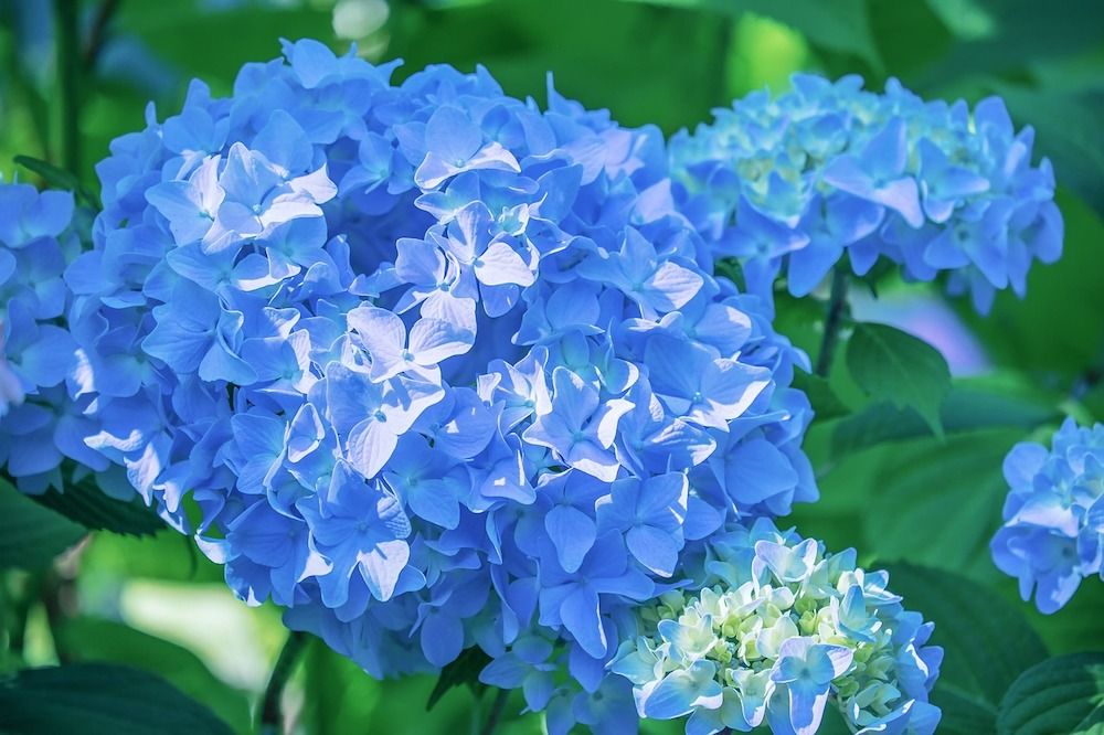 The Best Time to Plant Your Hydrangeas
