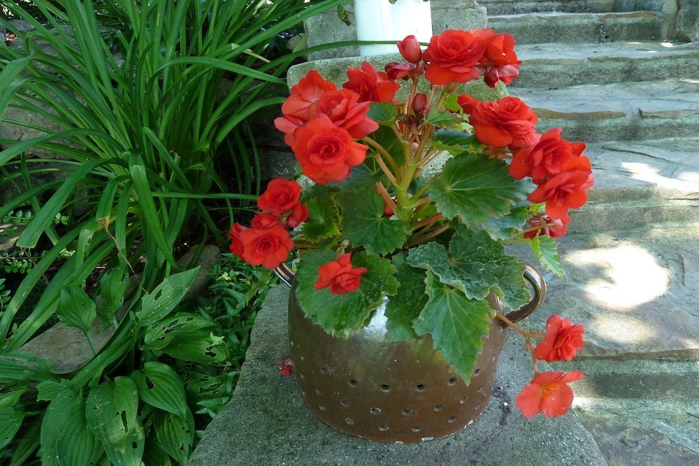 5 Tips For Caring For Potted Begonias