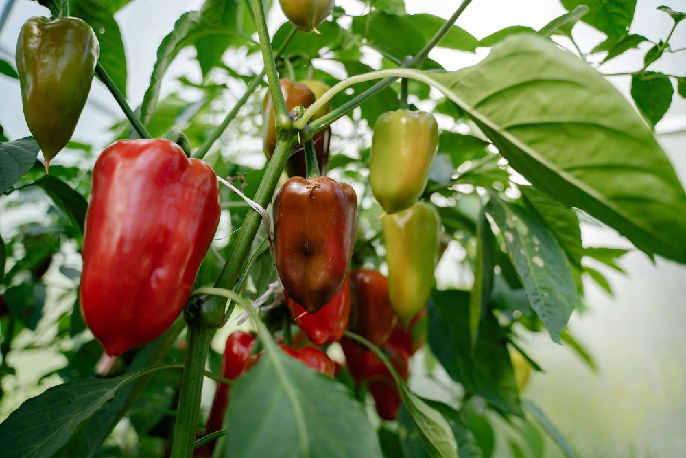 7 Tips on Harvesting Peppers