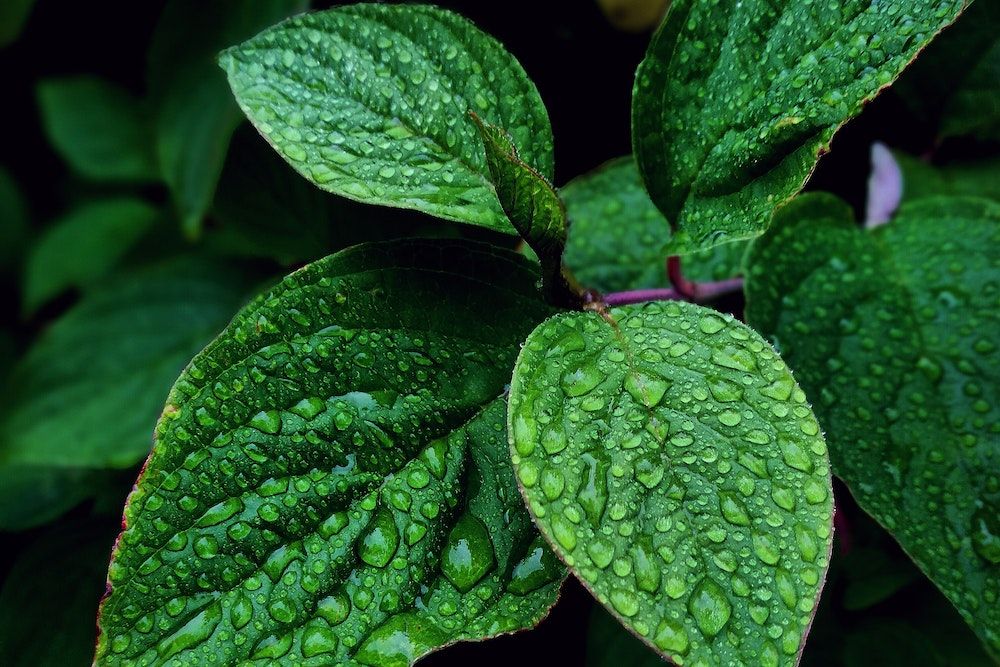 9 Tips For Growing Mint in Pots