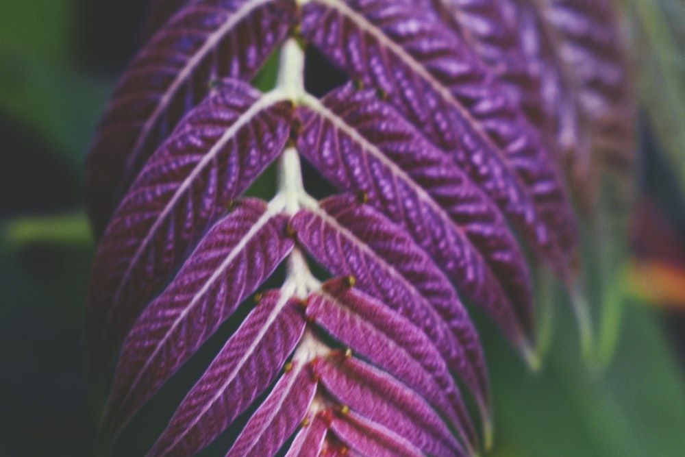 5 Reasons Your Plant Leaves Are Turning Purple