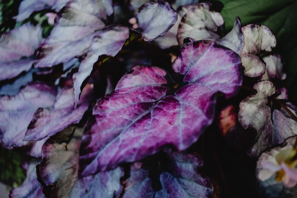 5 Reasons Your Plant Leaves Are Turning Purple