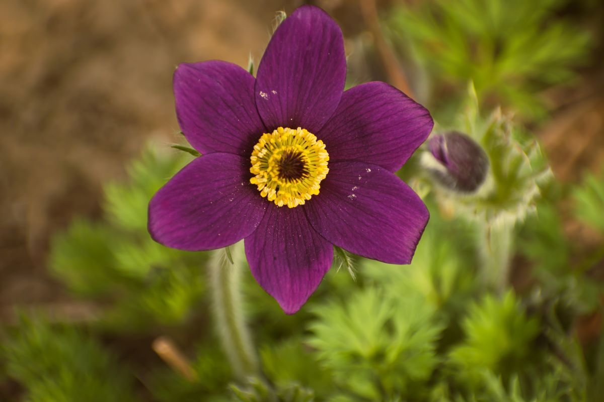 5 Short Perennials For Small Gardens