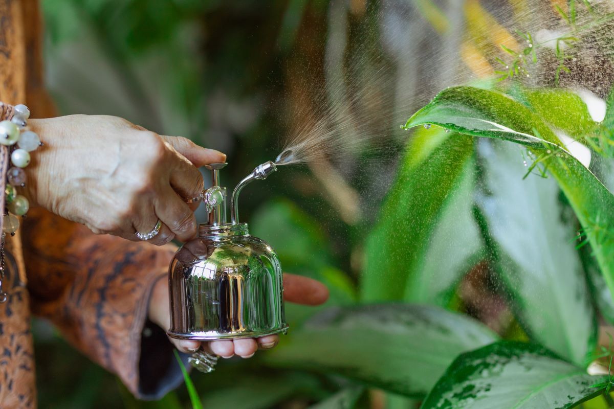 5 Ways to Protect Your Plants From Spider Mites