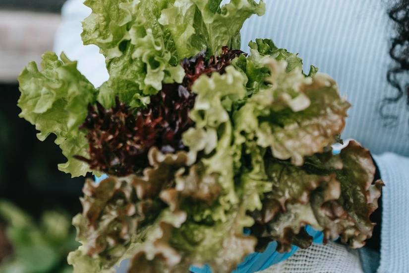 Nourish Your Lettuce Garden: Discover the Top 6 Benefits of Using Epsom ...