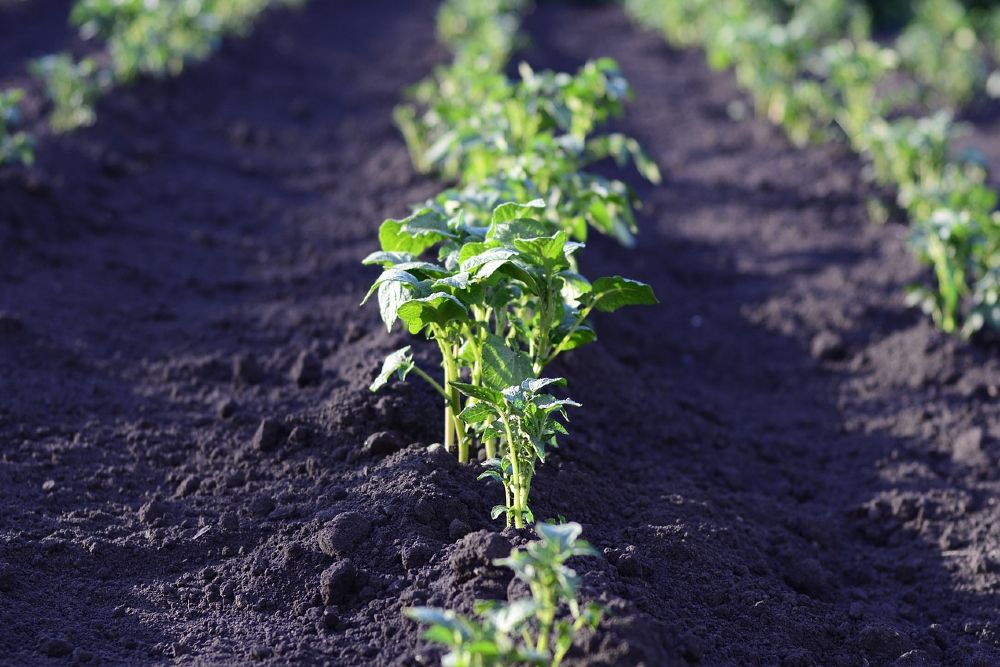 Why Your Potato Plant is Flowering and Fruiting