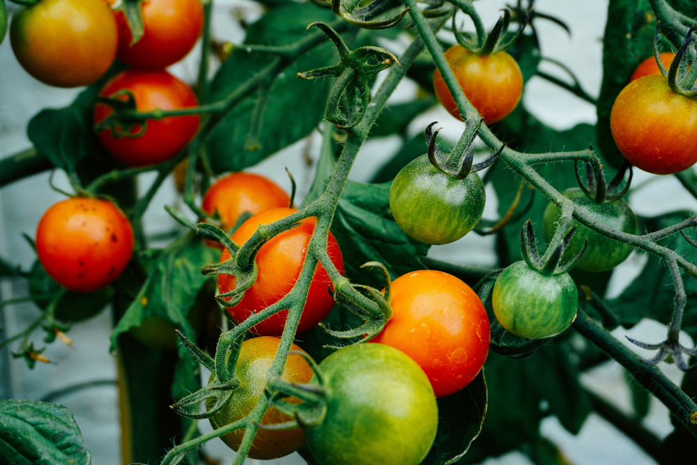 11 Tips for Growing Cherry Tomatoes in Pots