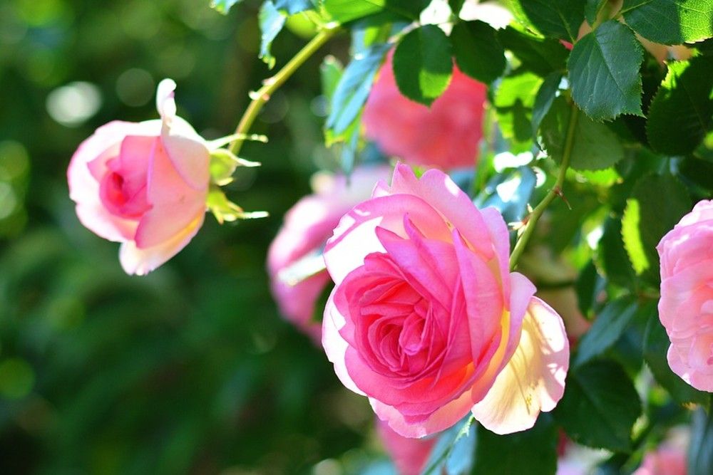 How to Fertilize Your Roses With Epsom Salt