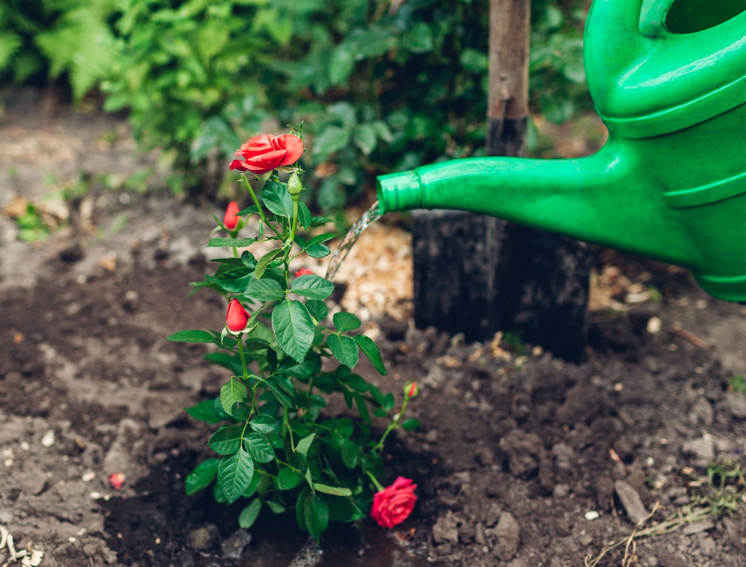 How Often to Water Your Roses