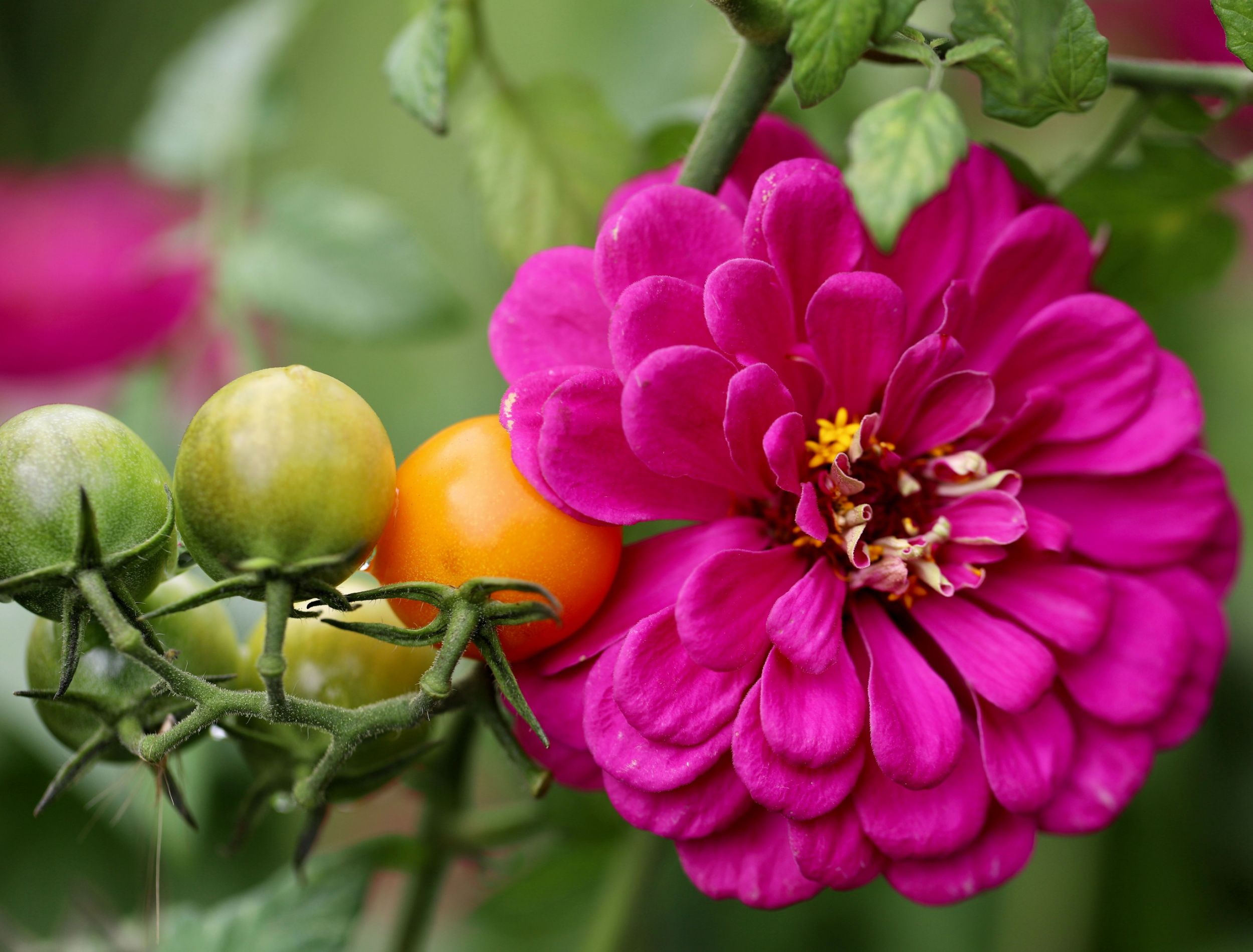 Begonia Guide: How to Care for Your Indoor & Outdoor Begonias