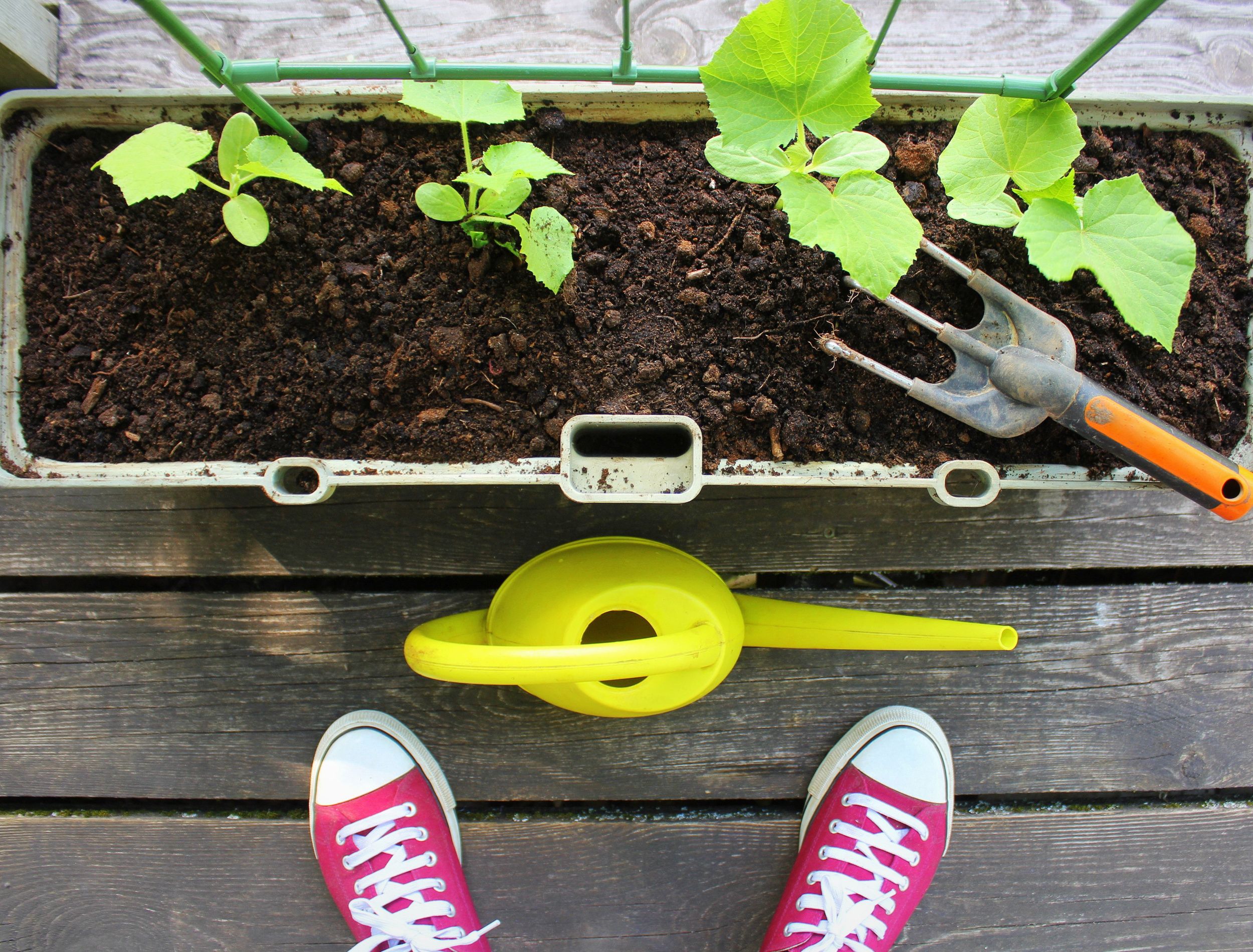 The Ultimate Guide to Choosing the Best Potting Soil for Vegetables in ...