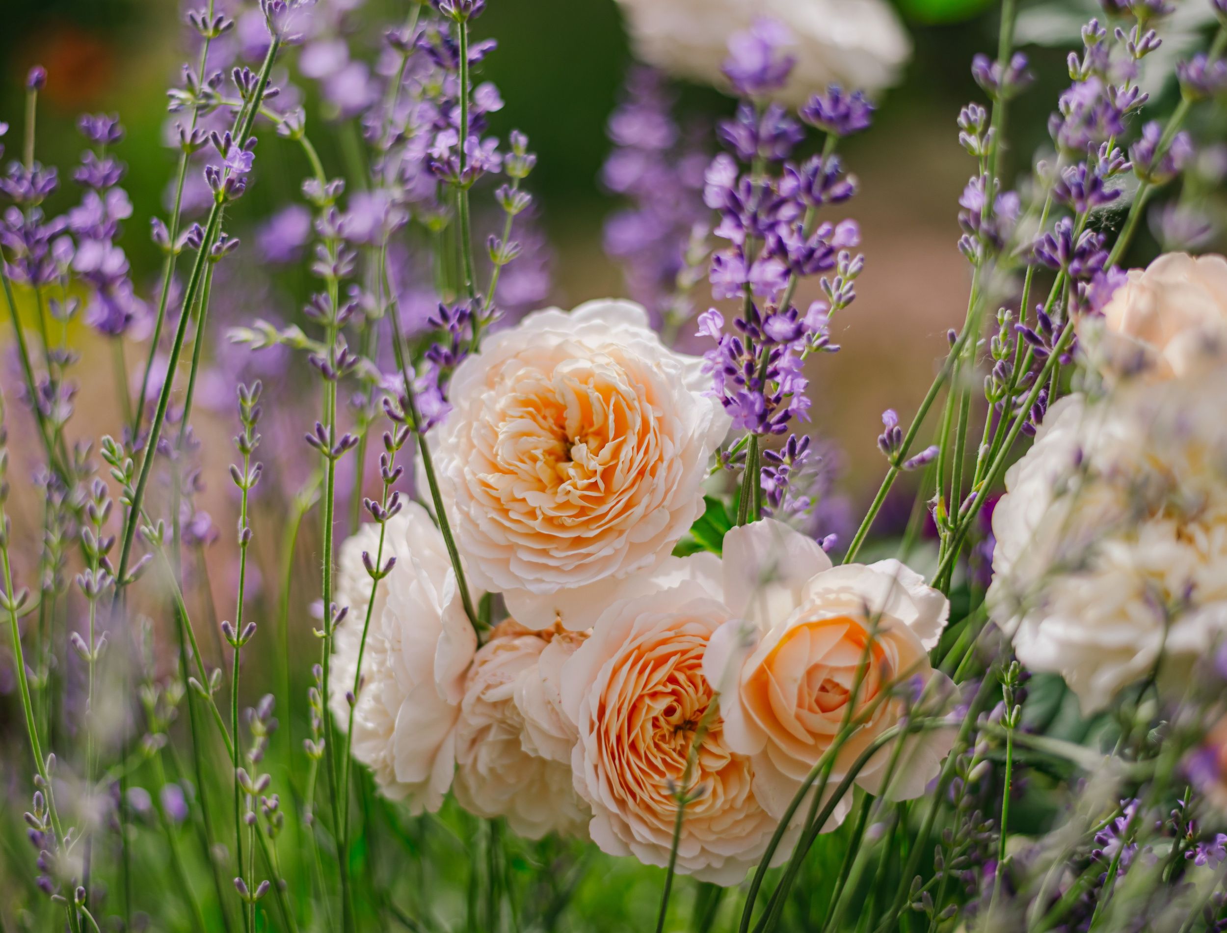 7 Best Companion Plants for Roses