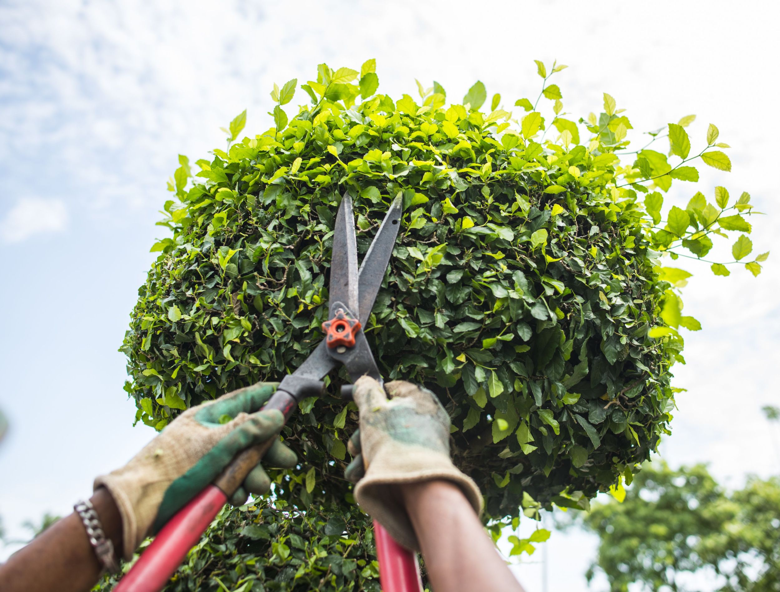5 Types of Plant Pruning Cuts