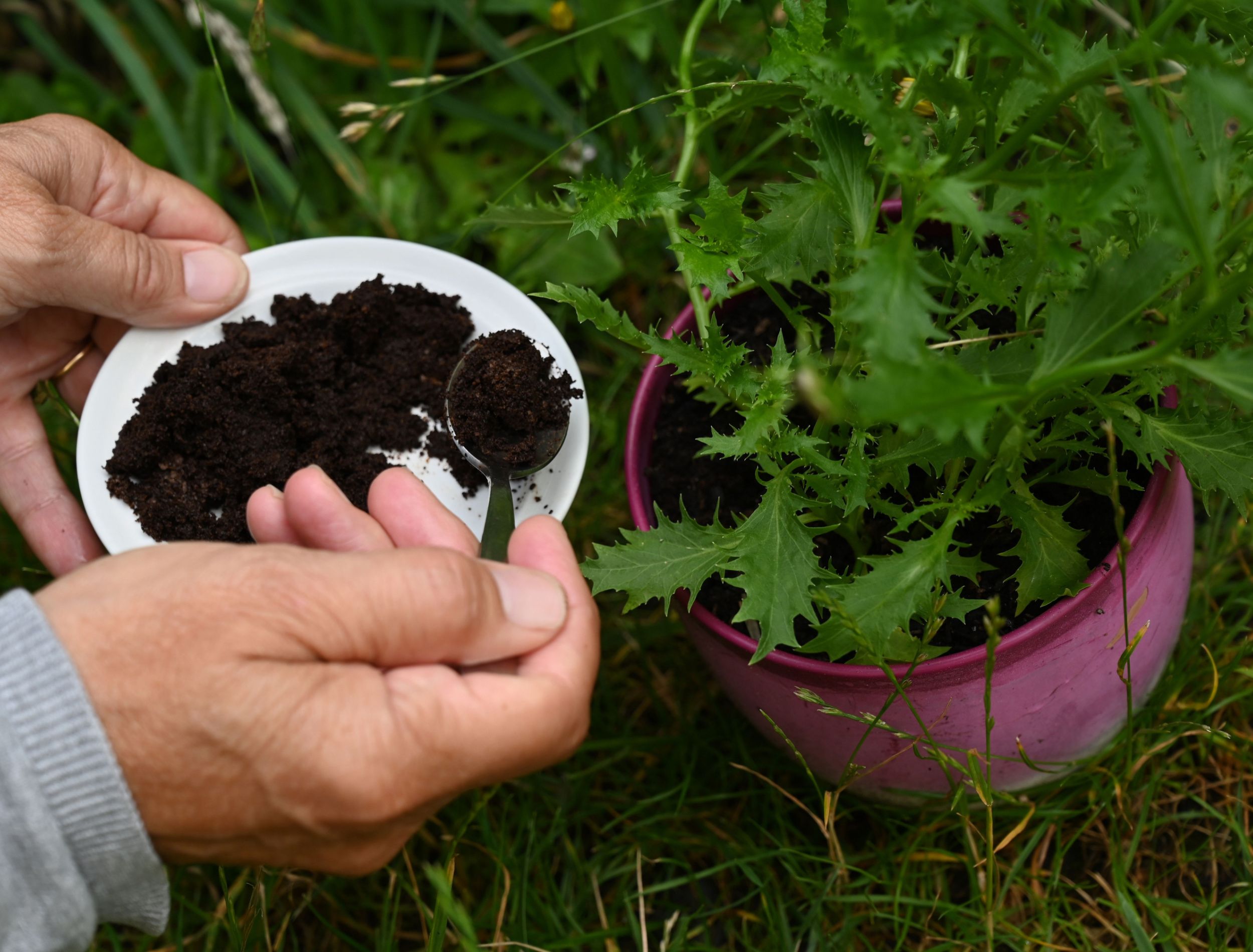 How to Use Coffee Grounds to Fertilize Evergreens