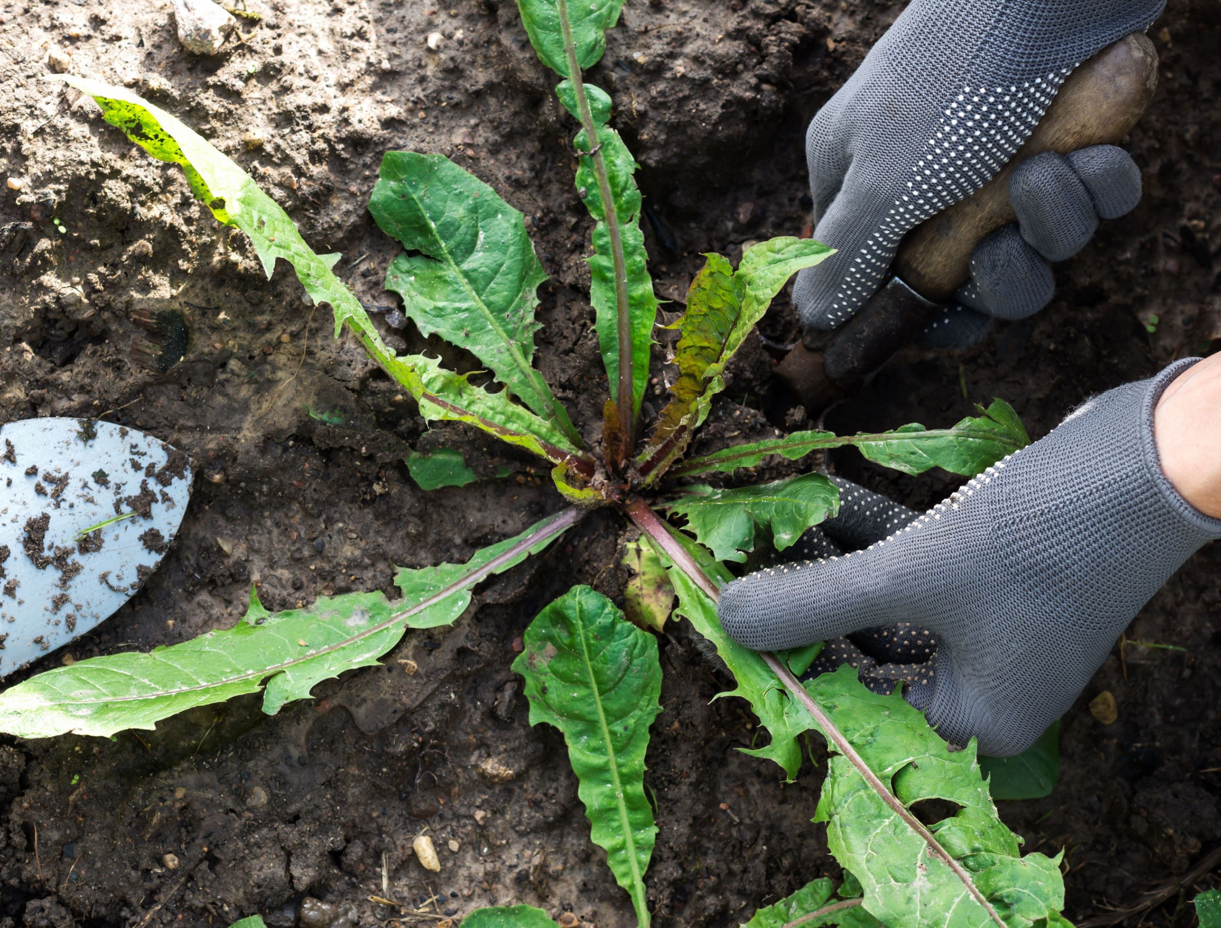 Control Measures to Rid Your Lawn of Weeds