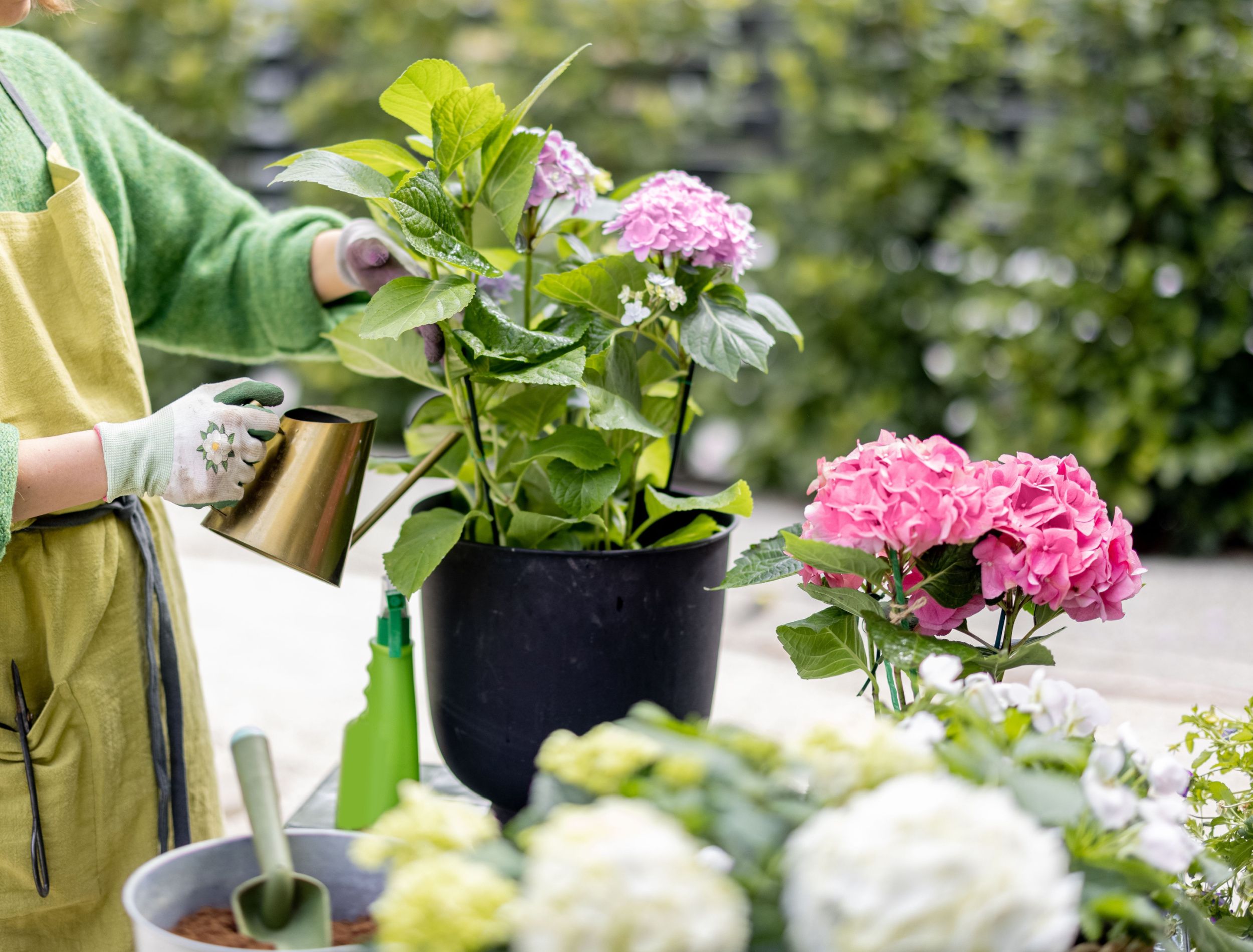 How to Care for Your Bigleaf Hydrangeas in a Heatwave