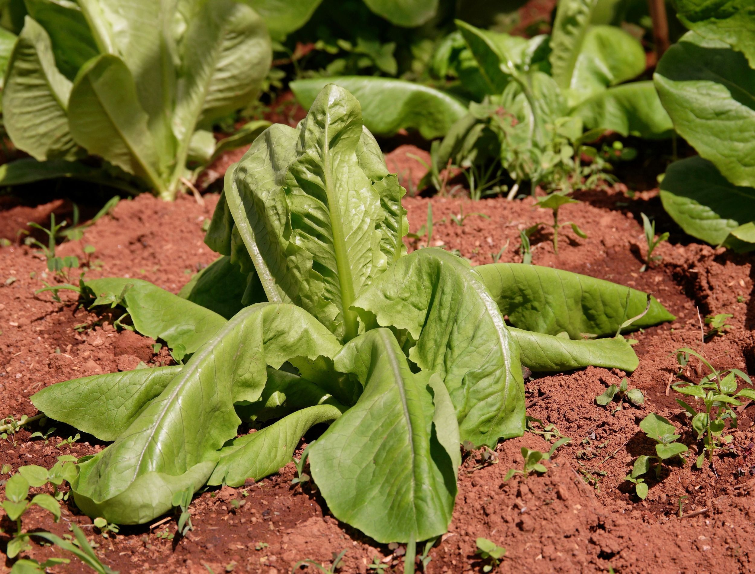 How to Fertilize Lettuce