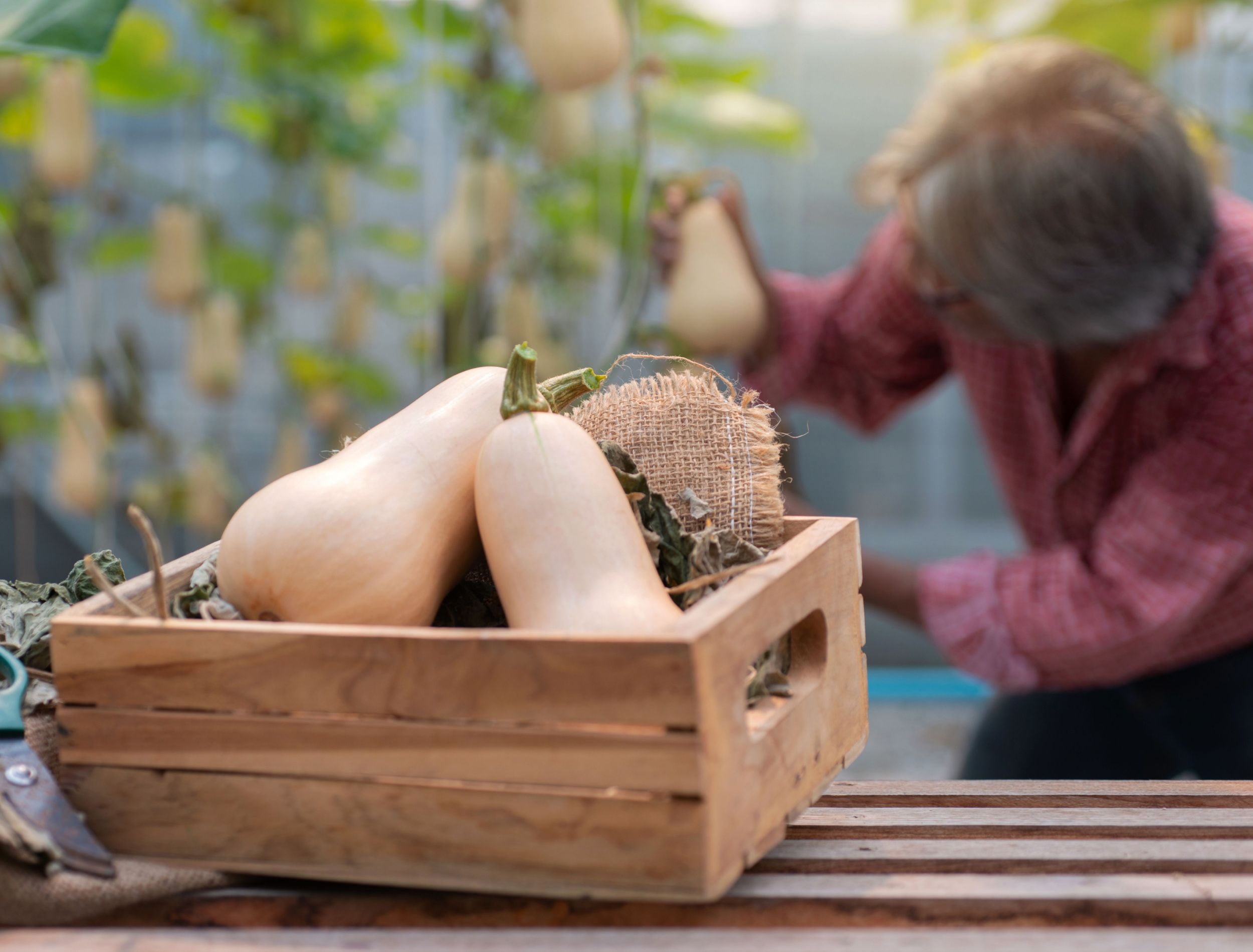 5 Tips for Growing Butternut Squash at Home