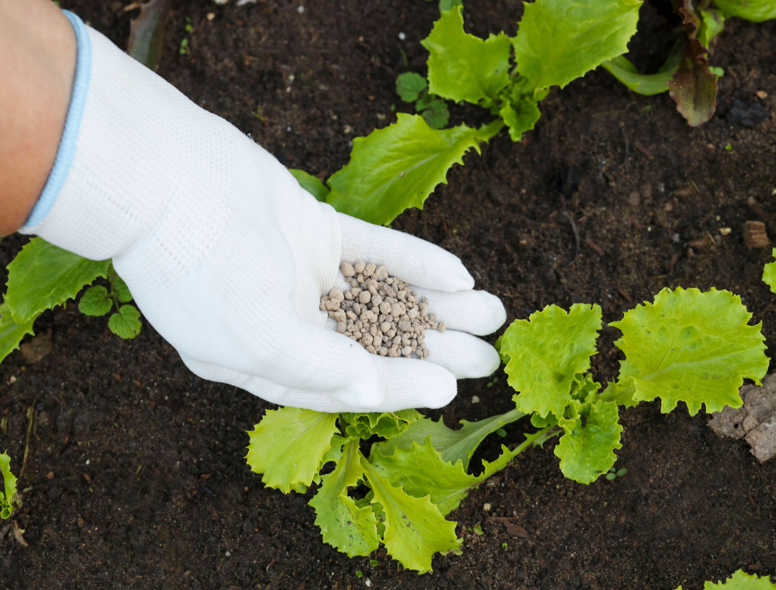 5 Best Fertilizers for Your Lettuce