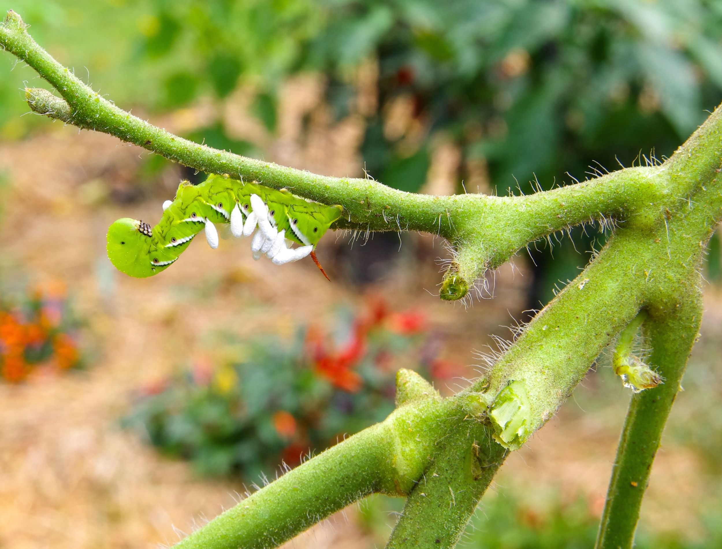 6 Ways to Kill Tomato Hornworms
