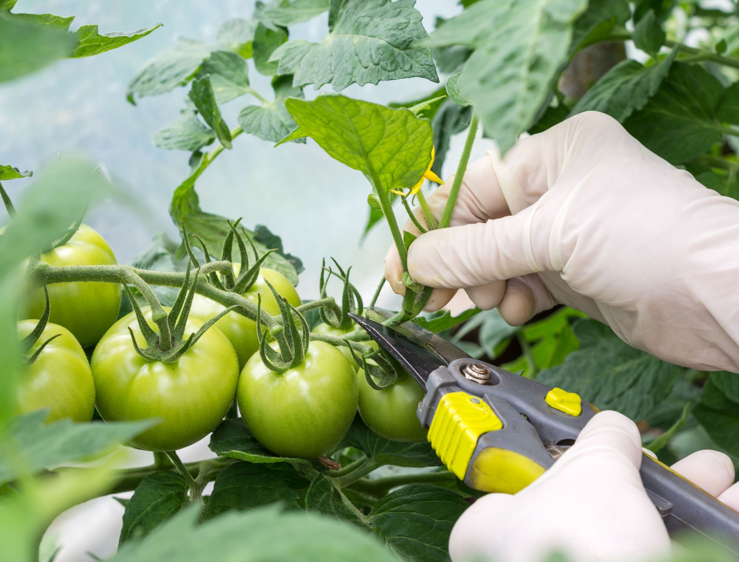 6 Tips for Pruning Your Tomato Plants