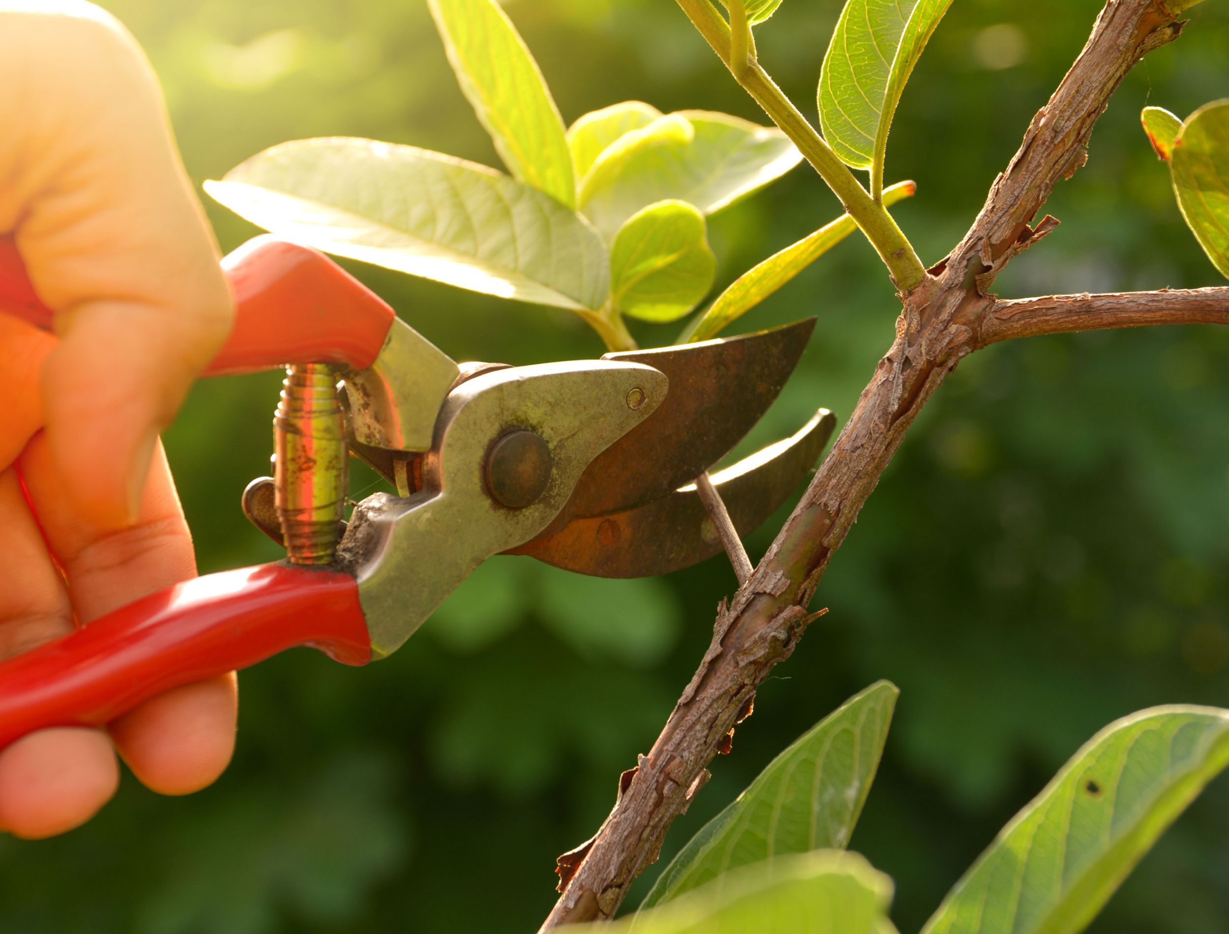 Should You Prune Plants In A Heatwave should-you-prune-plants-in-a-heatwave