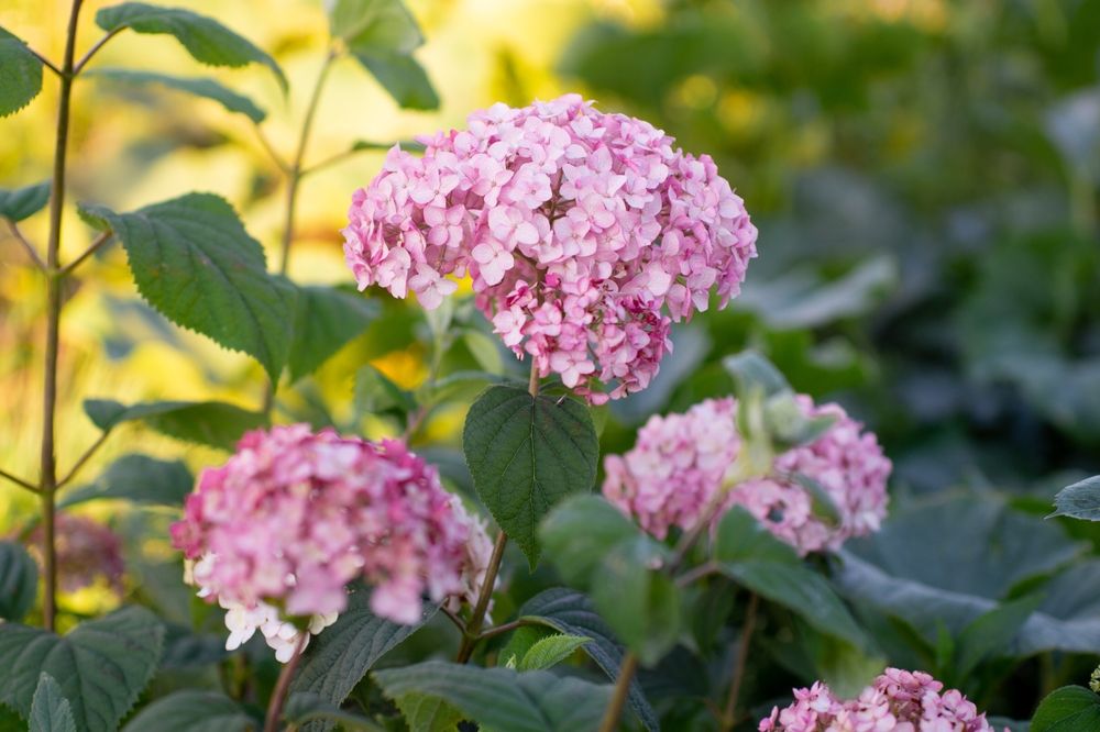 Where to Cut Hydrangeas When Pruning