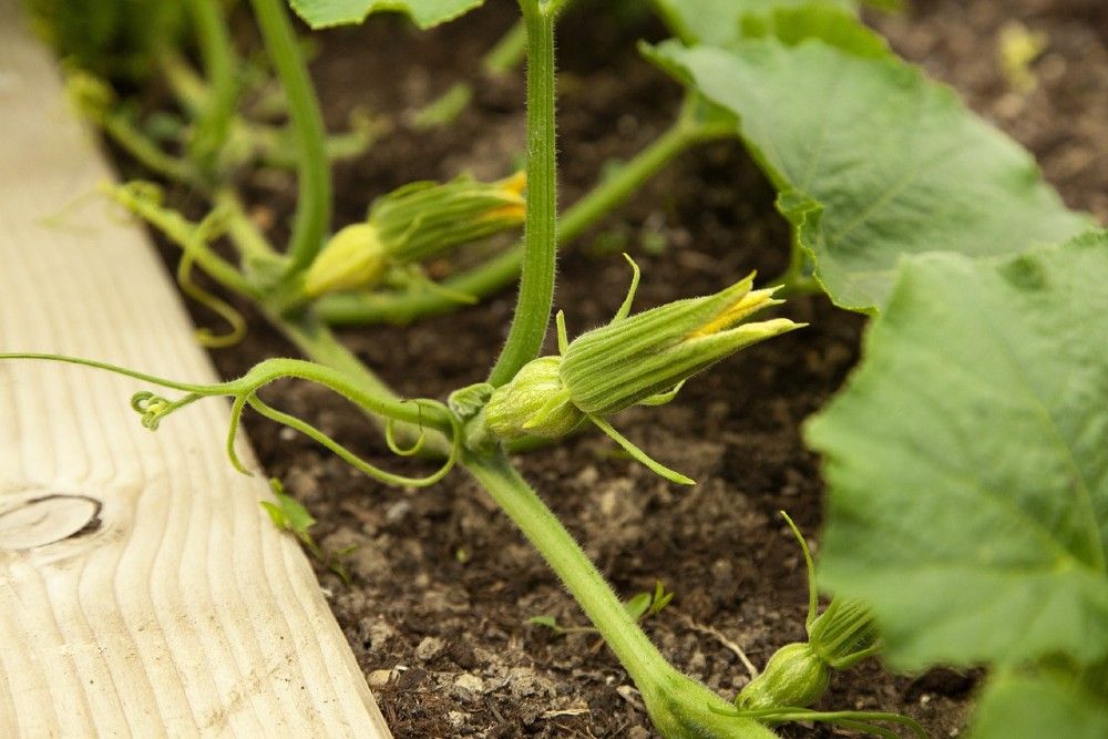 5 Tips for Growing Butternut Squash at Home