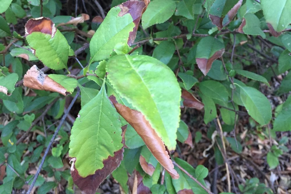 Should You Prune Plants in a Heatwave?