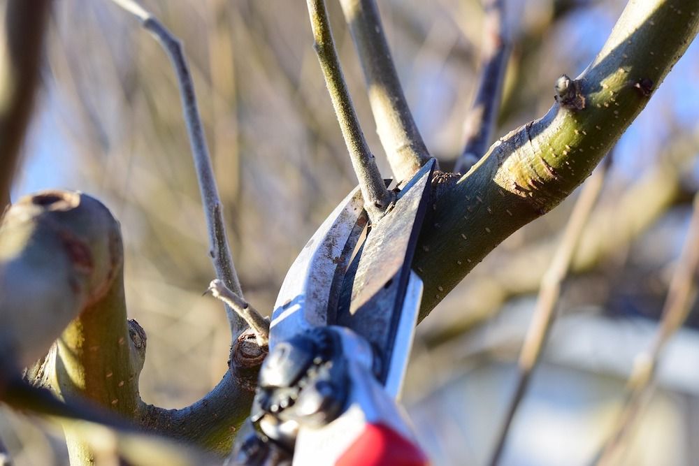5 Types of Plant Pruning Cuts
