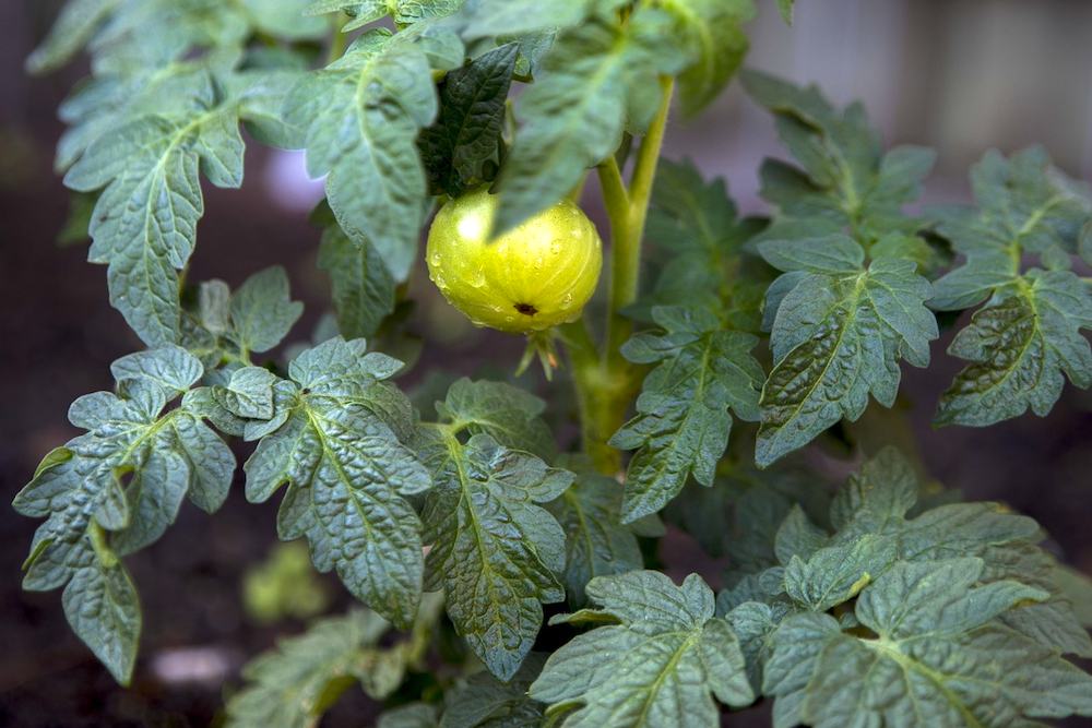 How to Revive Heat-Stressed Tomato Plants