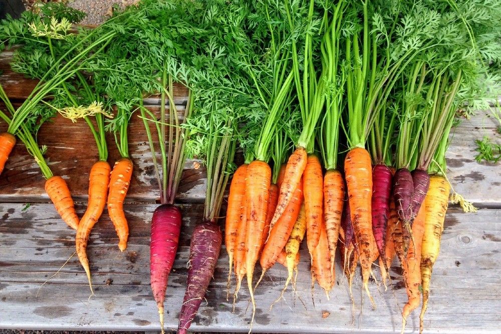 5 Tips For Growing Carrots in Your Home Garden