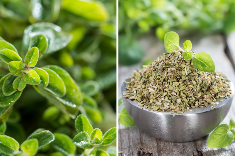 How to Grow Oregano in Your Herb Garden