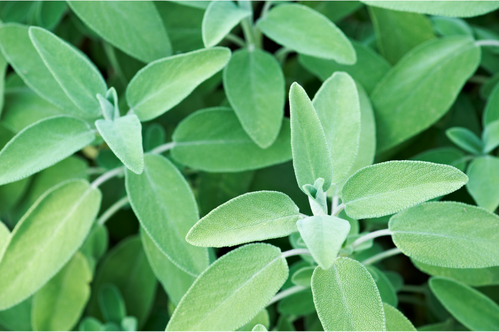 5 Sage Plant Varieties to Add to Your Garden