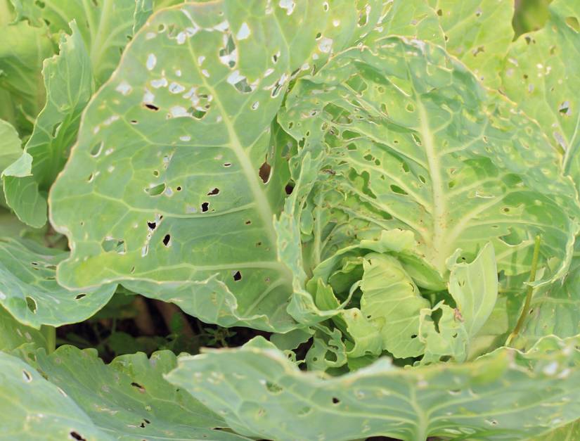 How to Use Baking Soda to Kill Cabbage Worms