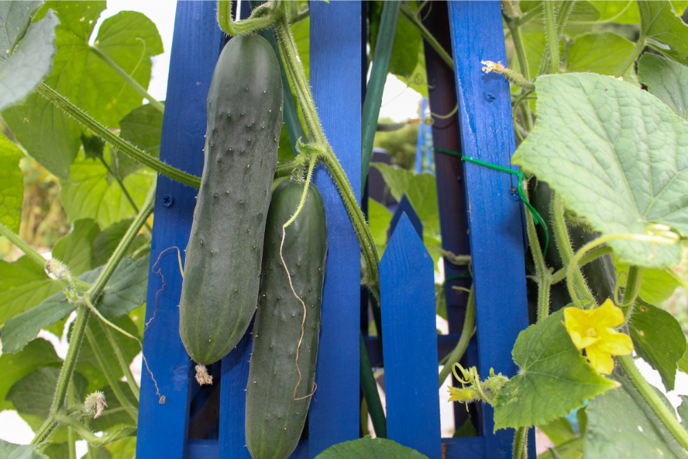 6 Tips For Growing English Cucumbers