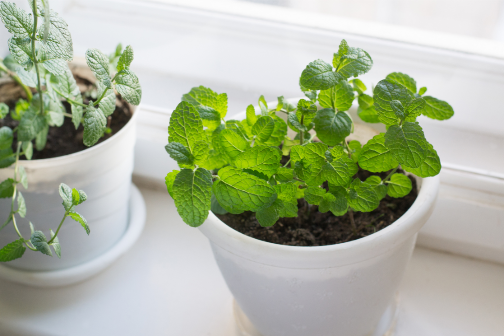 9 Tips For Growing Mint in Pots