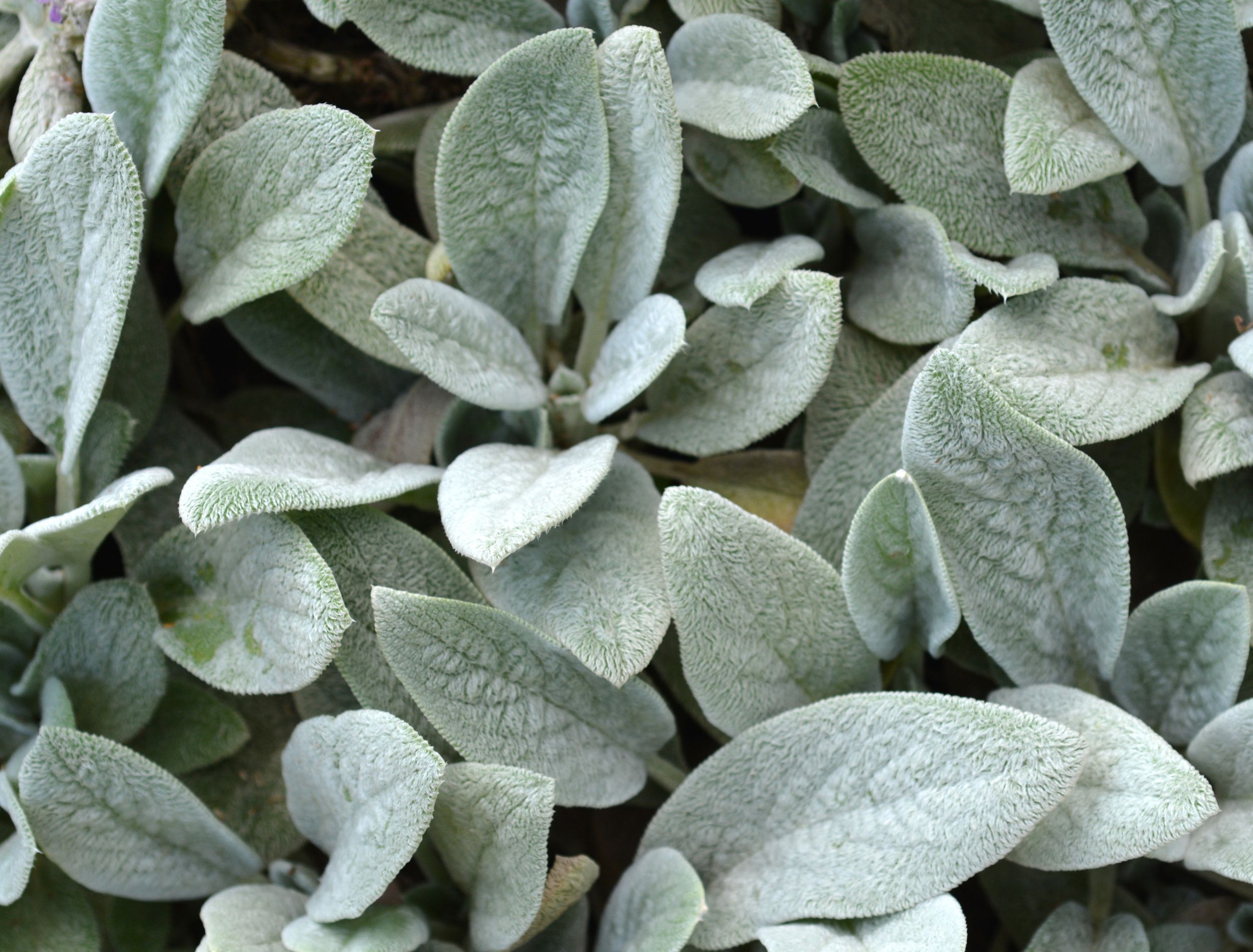 6 Houseplants That Help Remove Dust From Your Home