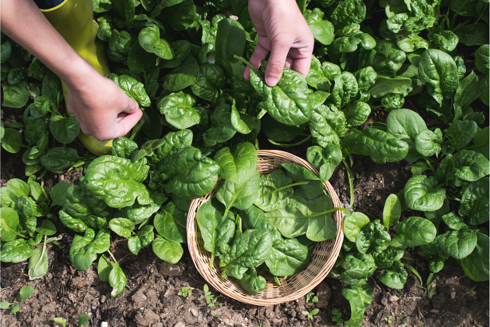 8 Best Organic Fertilizers For Spinach