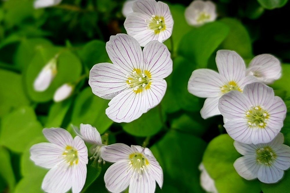 The Best Time to Plant a Clover Lawn