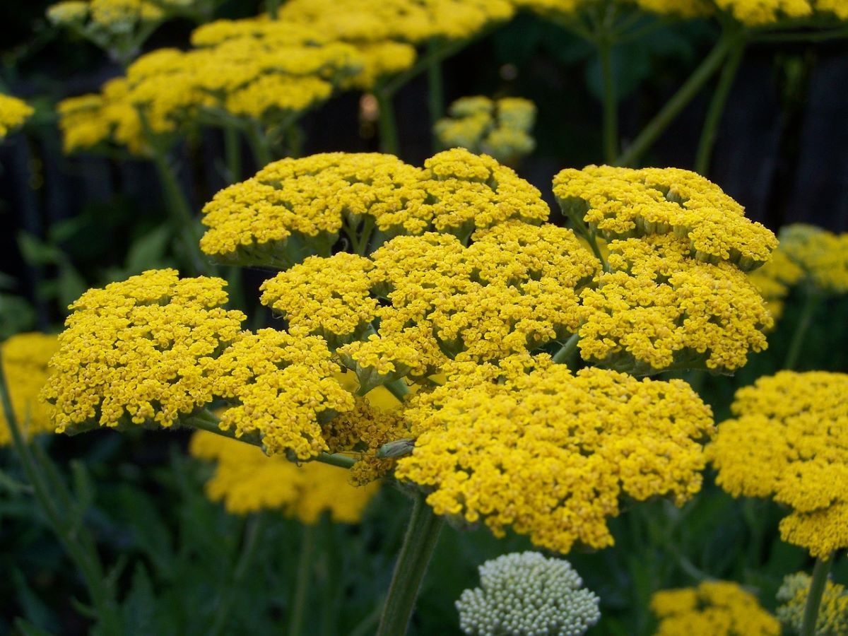5 Short Perennials For Small Gardens