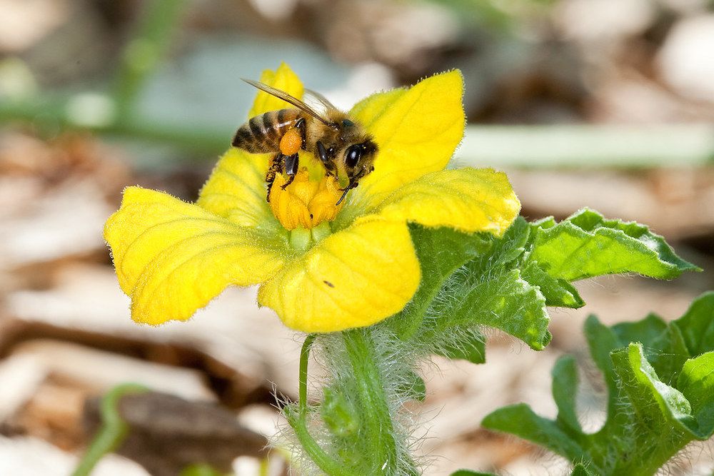 Should You Pinch off Watermelon Flowers?
