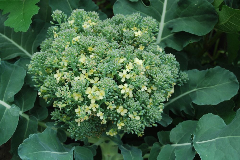 9 Tips for Growing Broccoli in Raised Beds