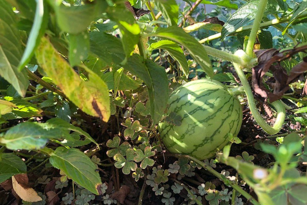 Should You Pinch off Watermelon Flowers?