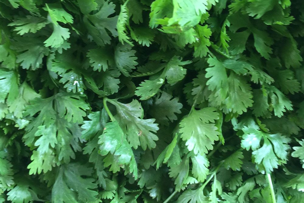 How to Grow Cilantro in Your Garden