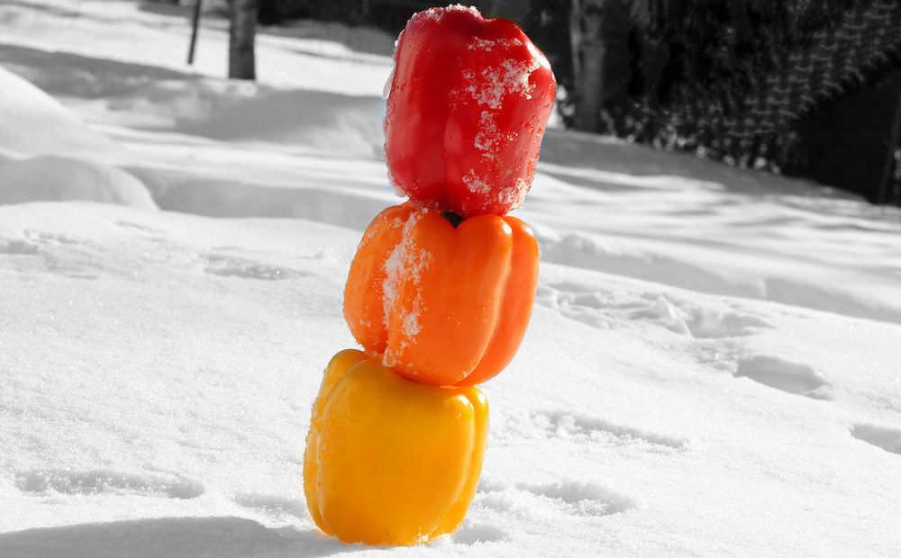 How to Harvest Peppers