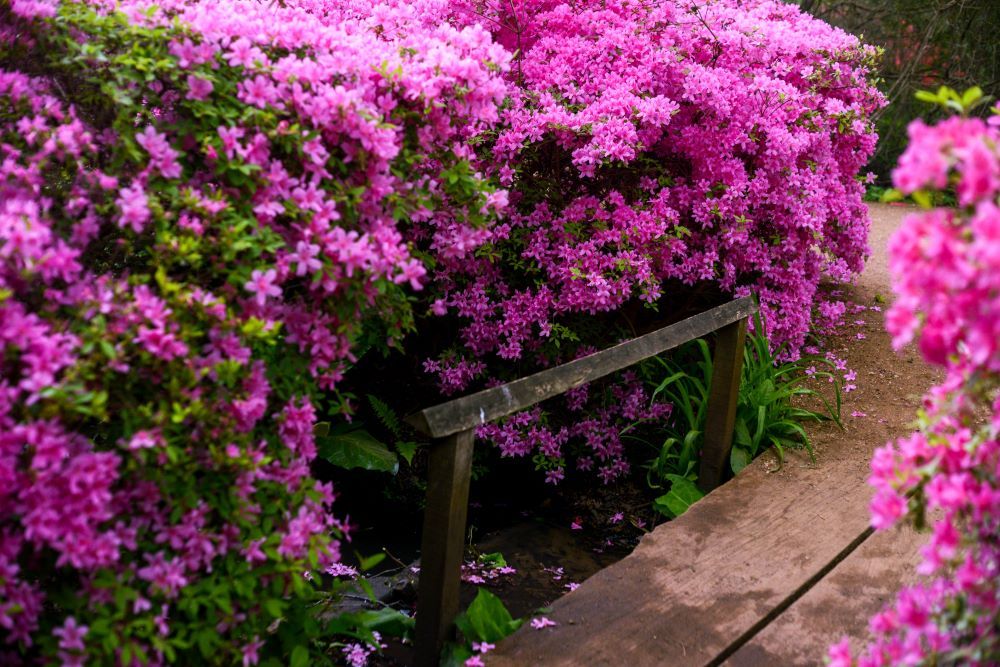7 Plants You Shouldn't Cut Back in Fall